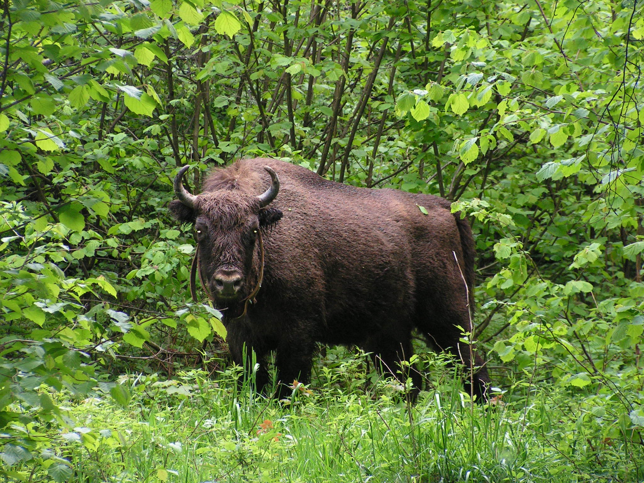 Zubor hrivnatý – NP Poloniny