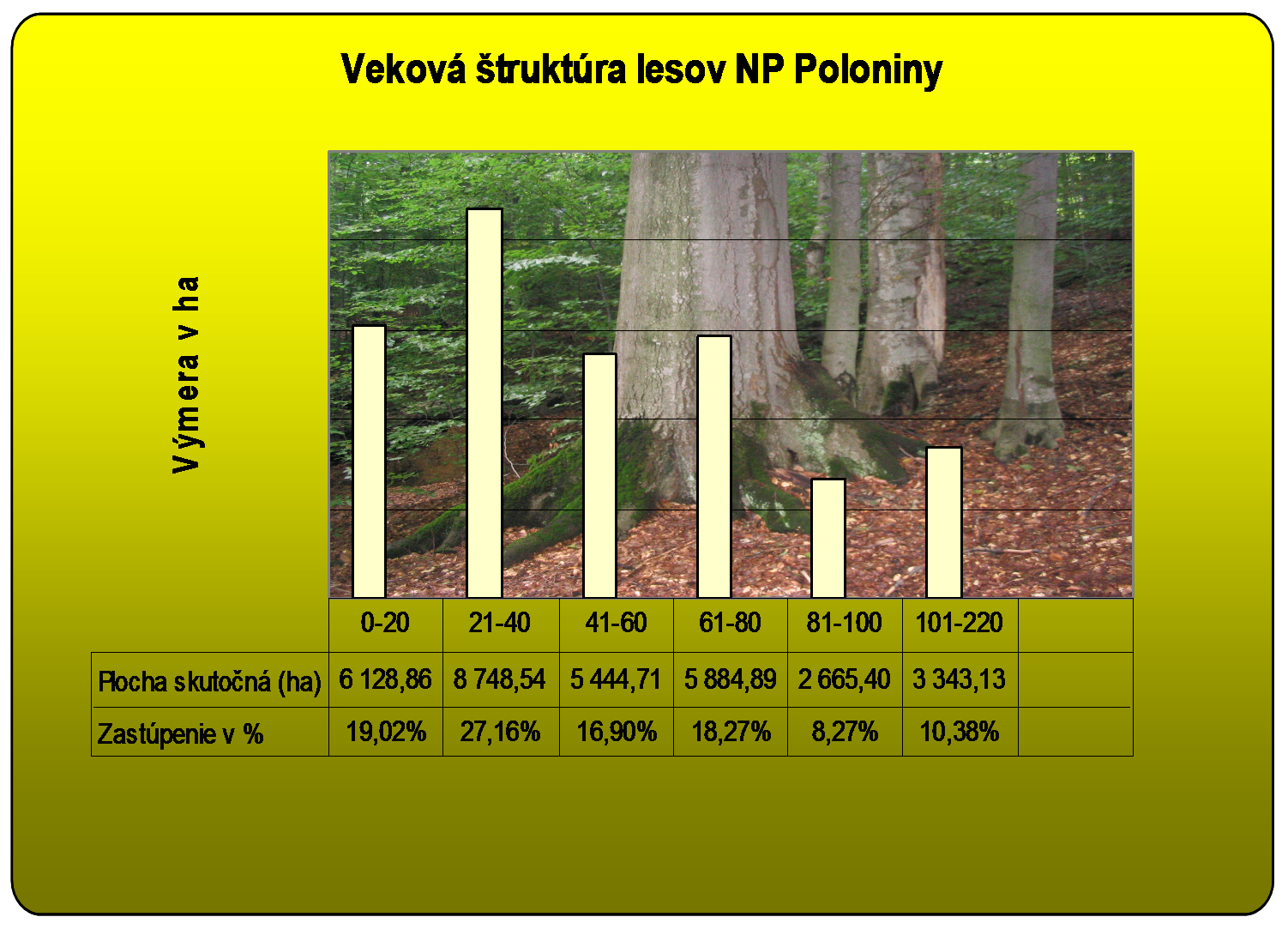 Lesy – NP Poloniny