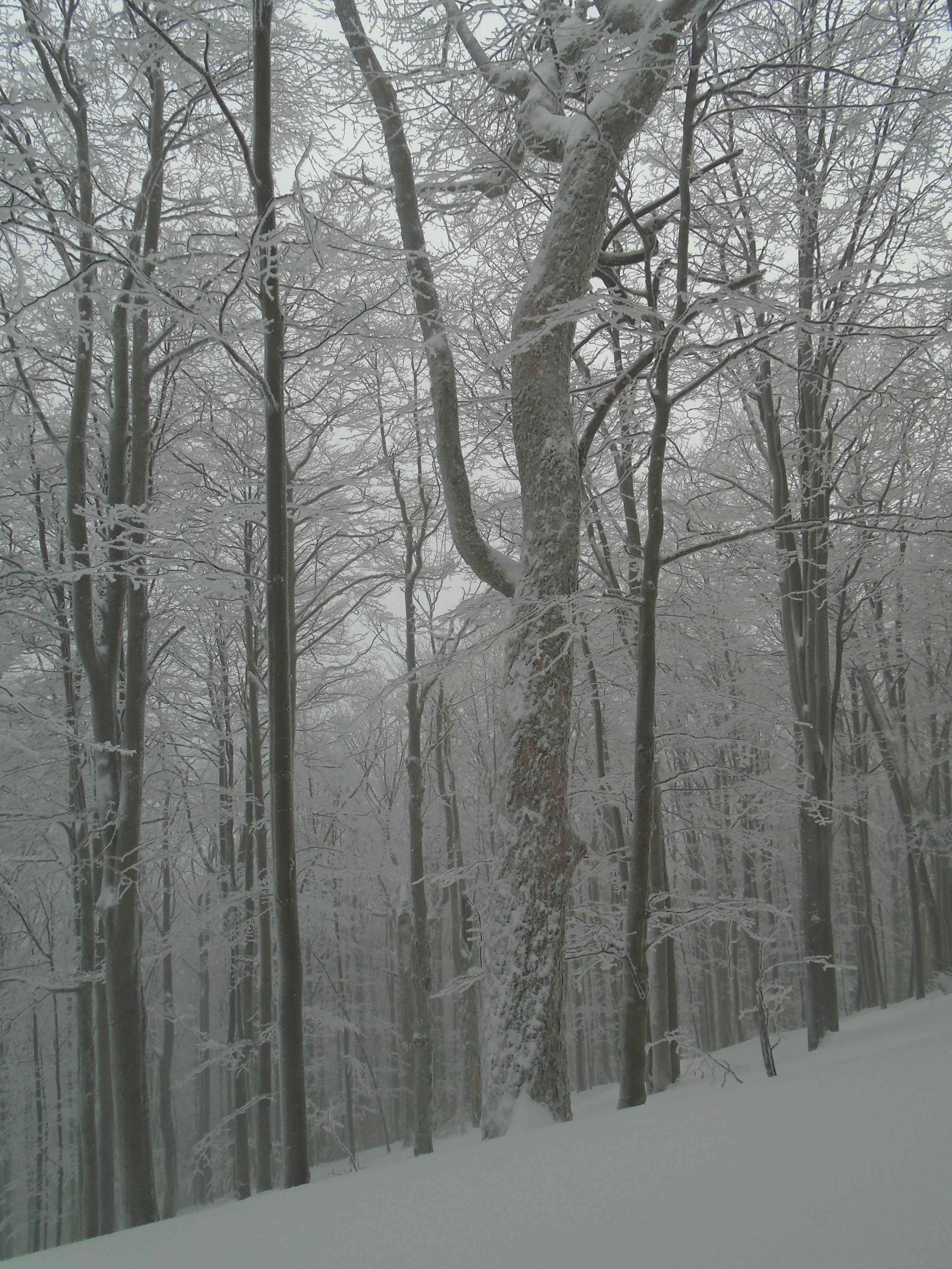 Očakávaná Prírodná rezervácia Veľký Bukovec – NP Poloniny