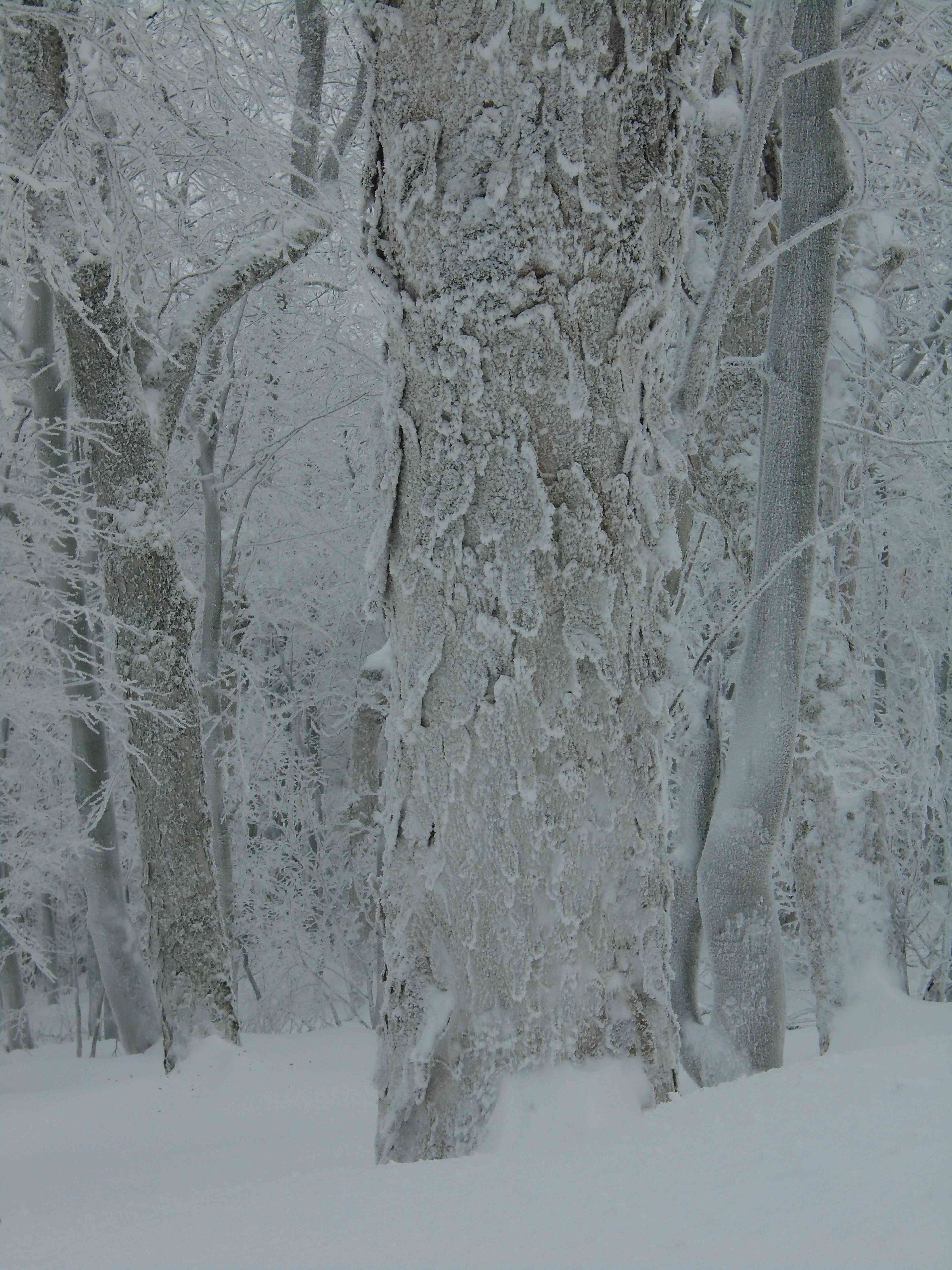 Očakávaná Prírodná rezervácia Veľký Bukovec – NP Poloniny
