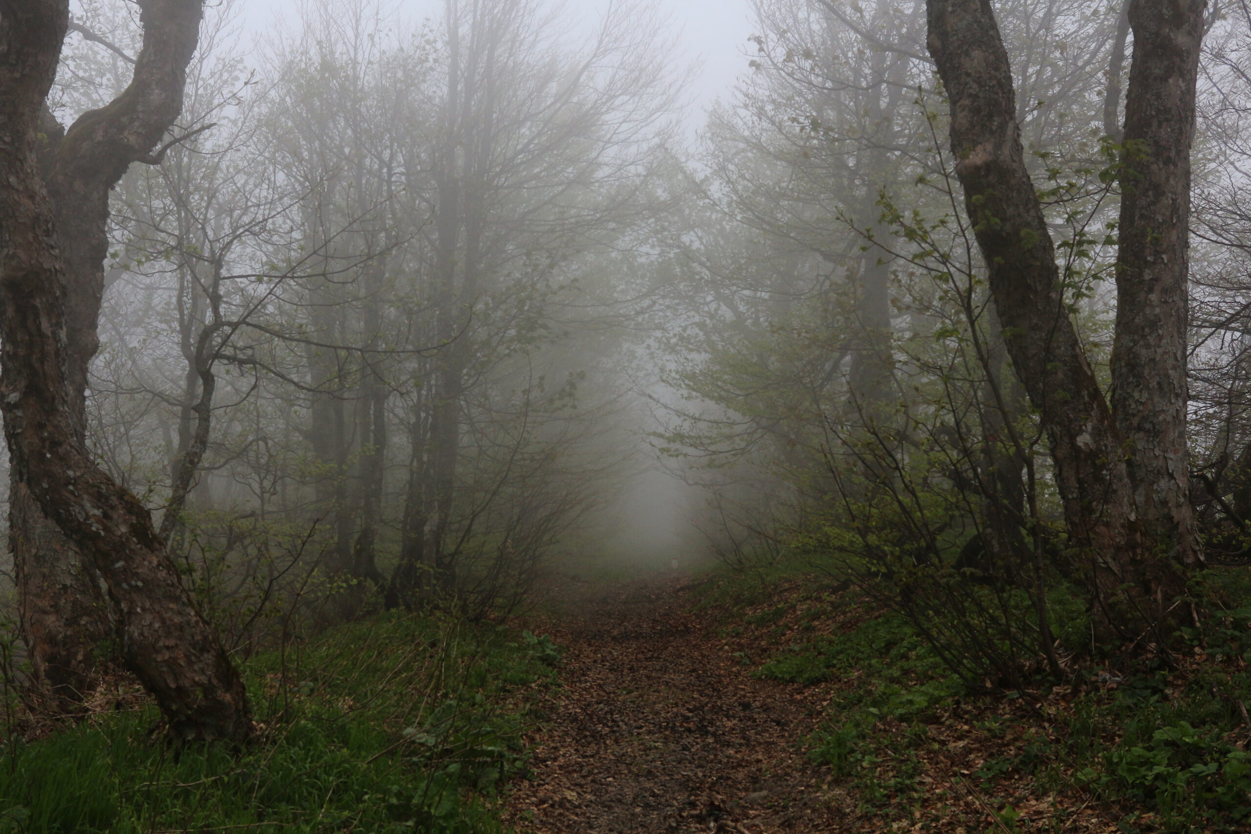 NP Poloniny – oficiálny web správy NP