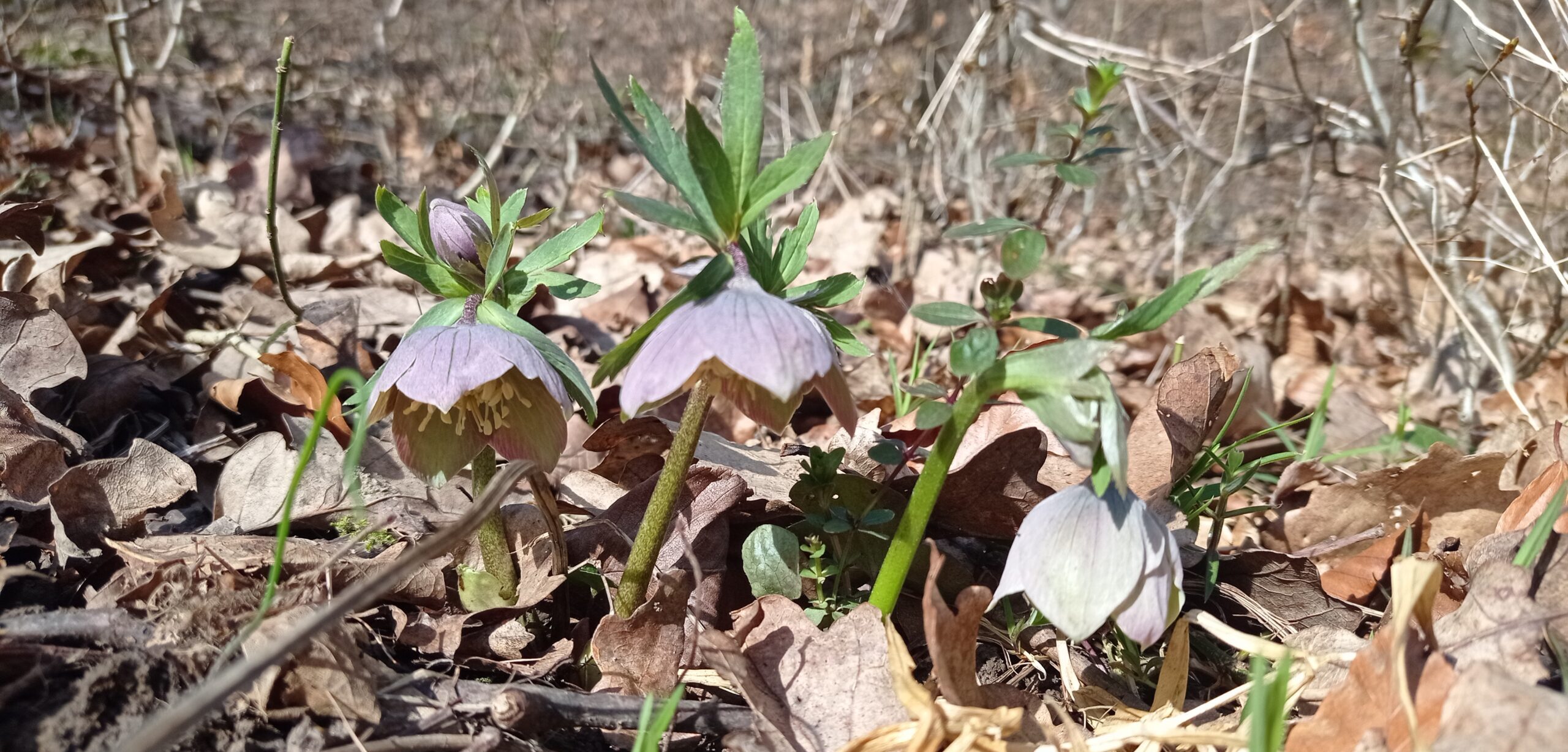 NP Poloniny – oficiálny web správy NP