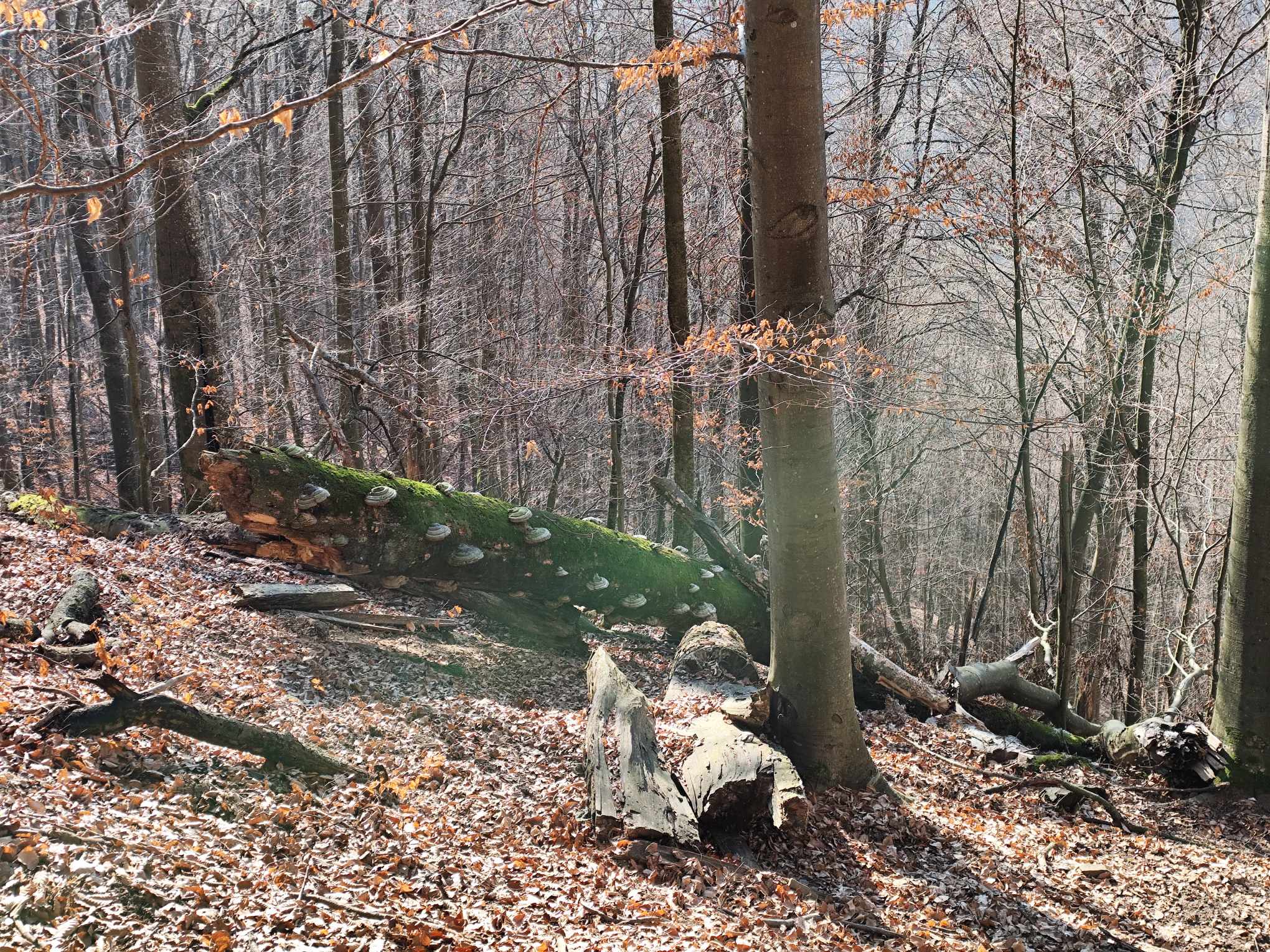 NP Poloniny – oficiálny web správy NP