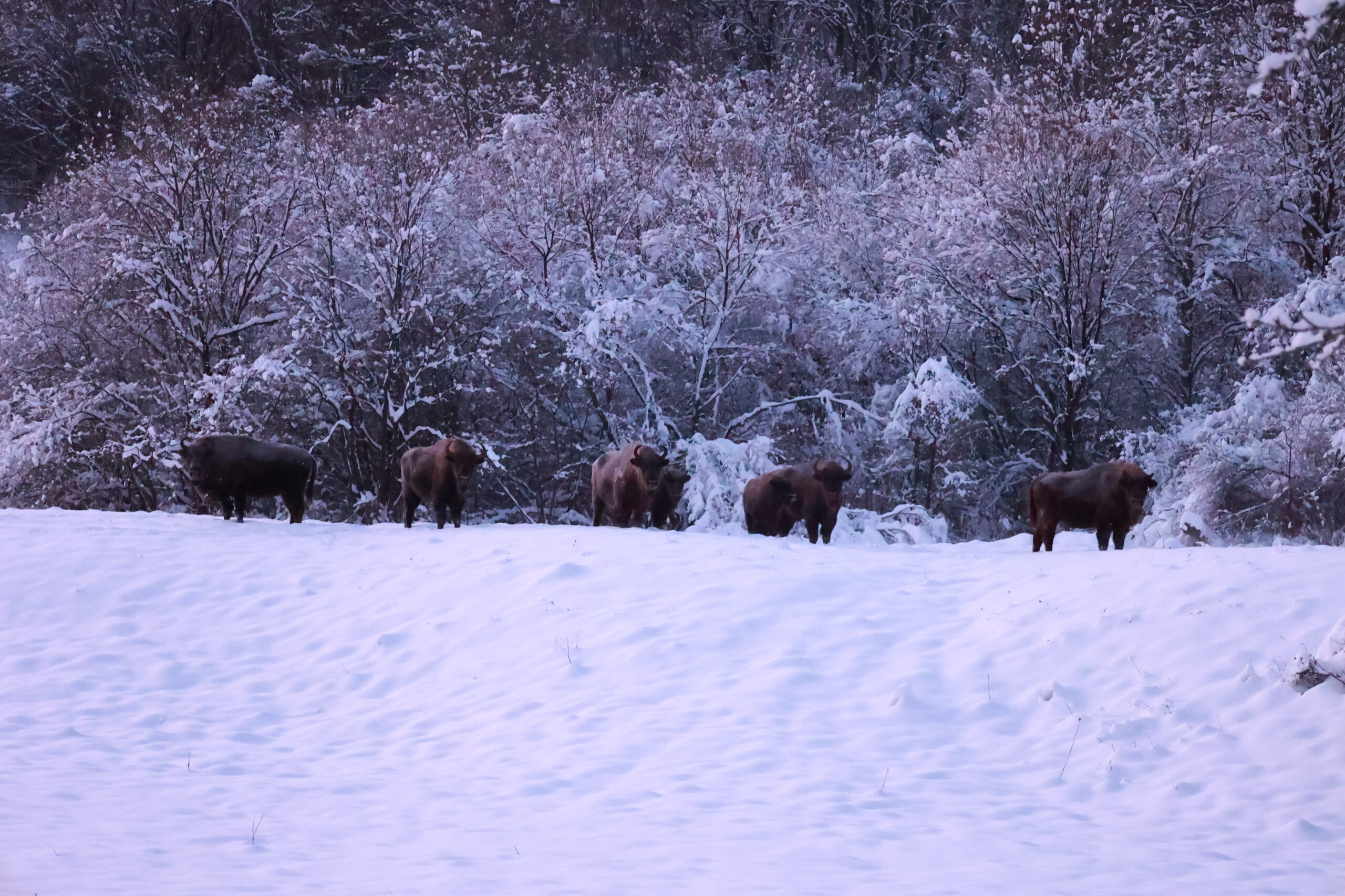 NP Poloniny – oficiálny web správy NP